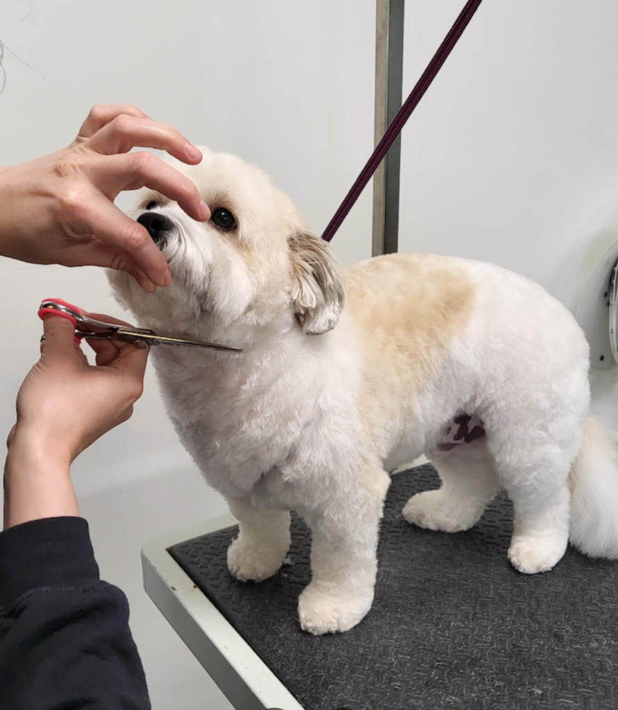 Tangled Tails Pet Grooming – From tangled to tidy!